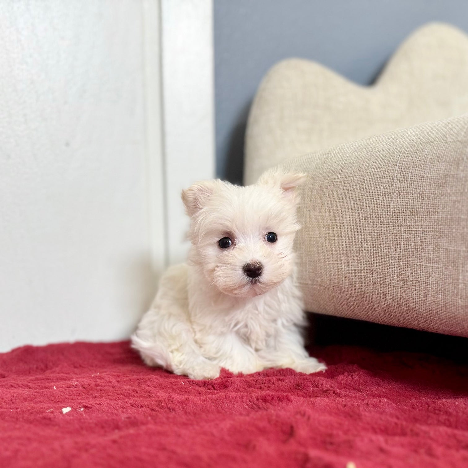 Dakota Puppy Stop - Puppies For Sale in Eastern South Dakota